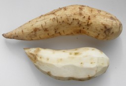 Aroei (Chinese Tayer) - Knollen - Surinaamse toko