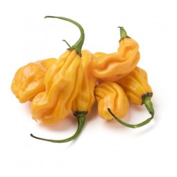 Peper - Surinaamse toko